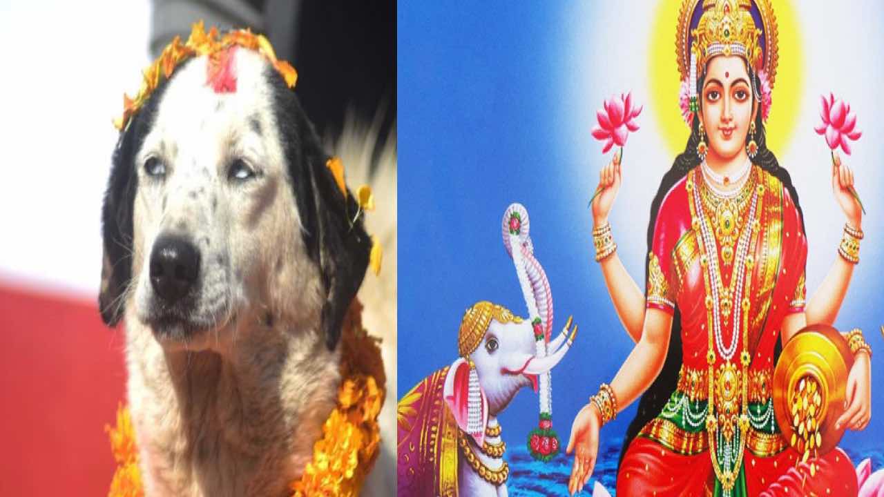 Kukur Tihar and Laxmi Puja Marked with Devotion and Festivity Across ...