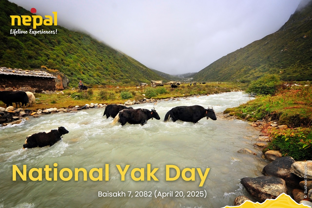 Yak: A Symbol of Survival, Culture and Sustainable Tourism ...